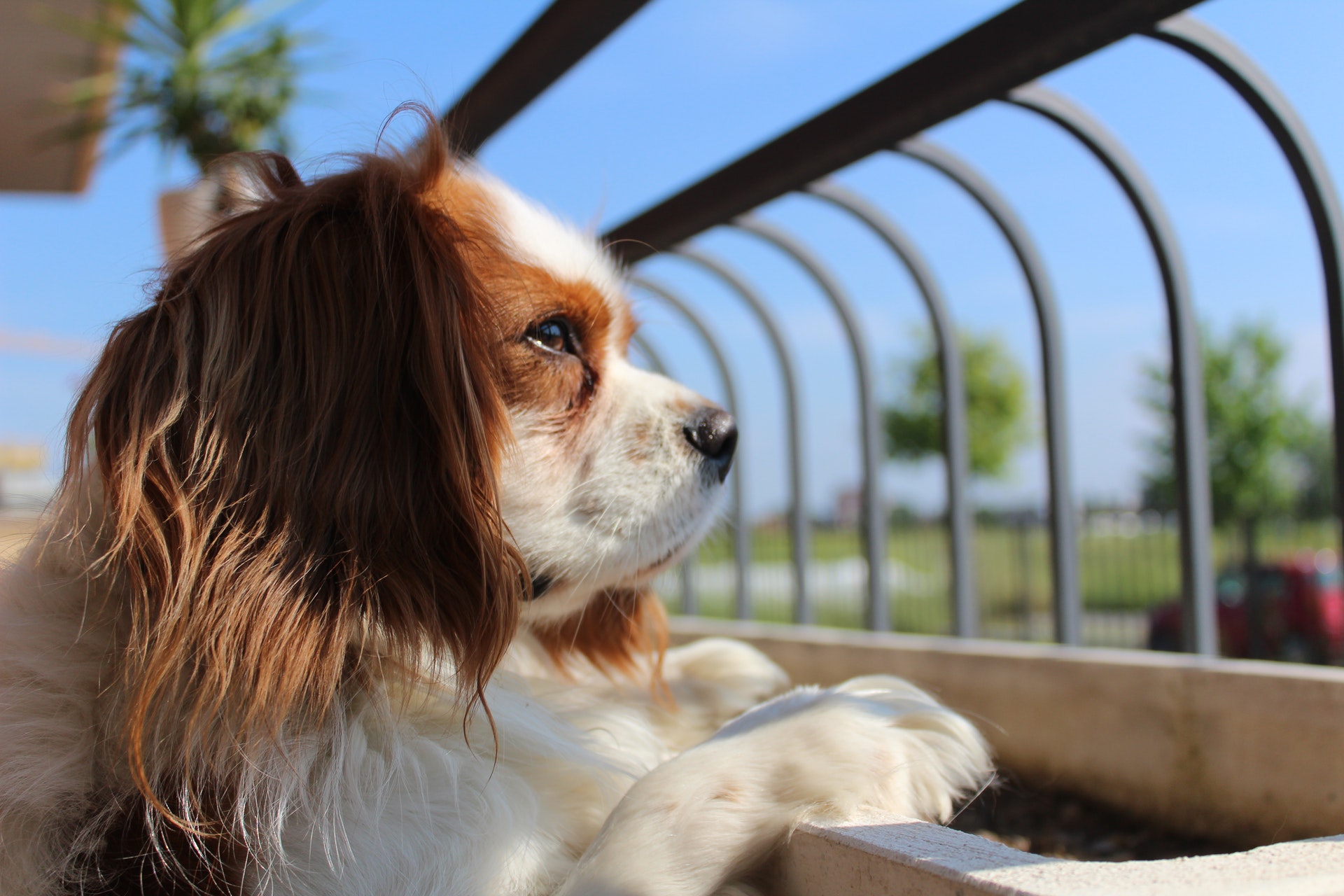 Things You Should Consider While Hiring A Good Dog Photographer - Open ... Things You Should Consider While Hiring A Good Dog Photographer - Open ...
